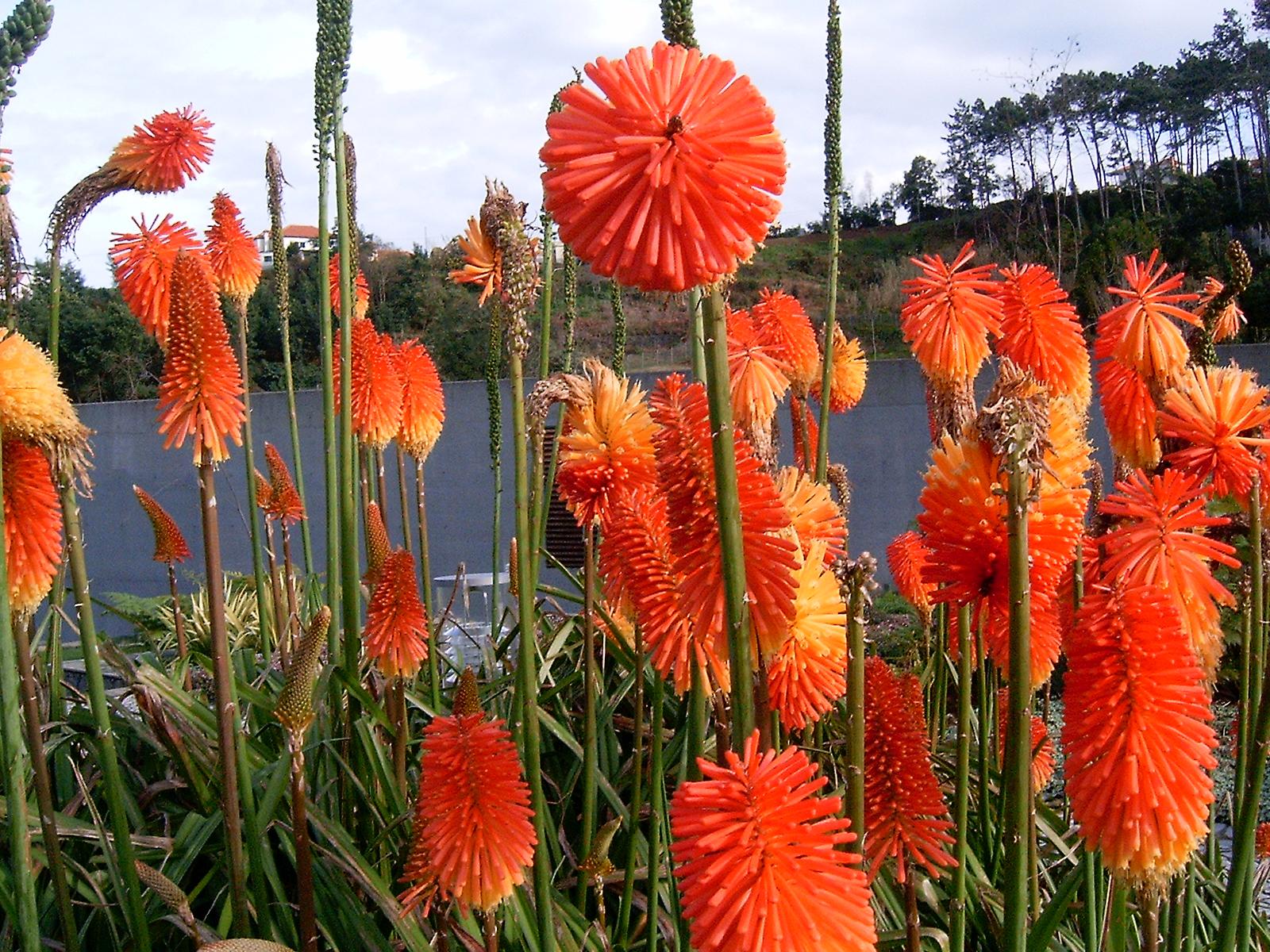 Billige rejser til Madeira i solrige Portugal | Sunweb